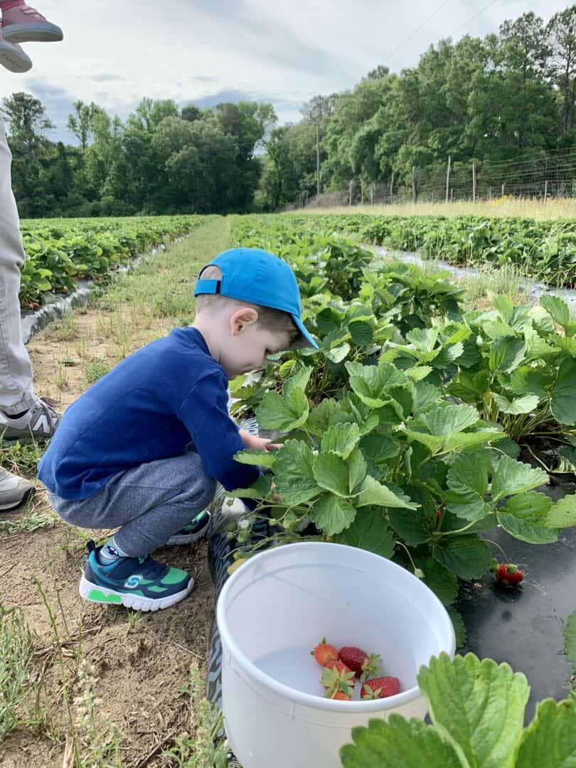 The Best Tips for Strawberry Picking with Kids! - Celebrating with kids