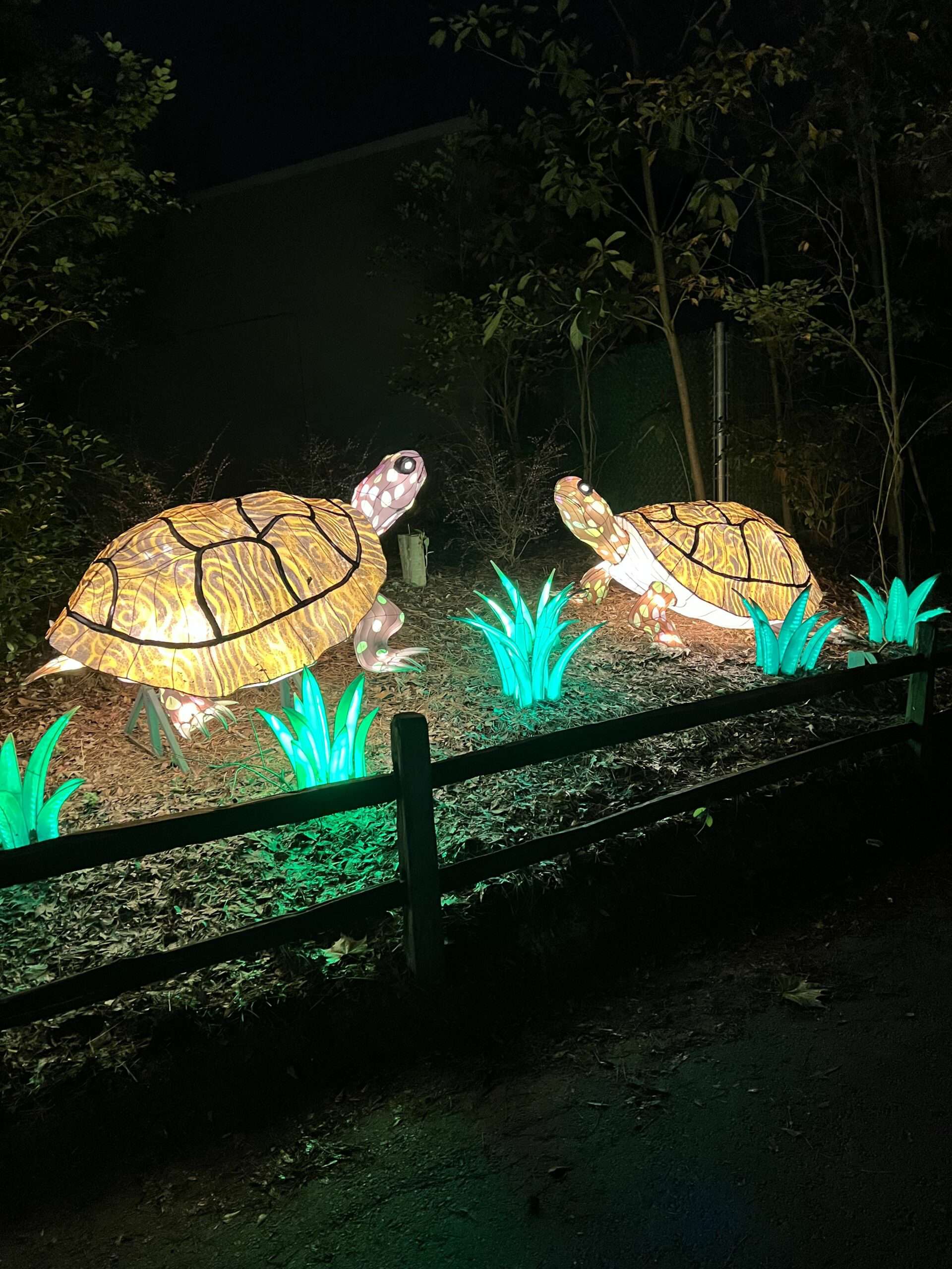 Is Wild Lights at Riverbanks Zoo worth it? - Celebrating with kids